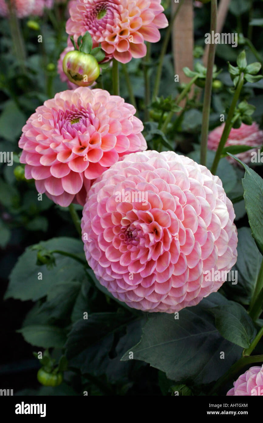 HORTICULTURE. DAHLIA HAMARI ROSE. ASTERACEAE. COMPOSITAE Stock Photo ...