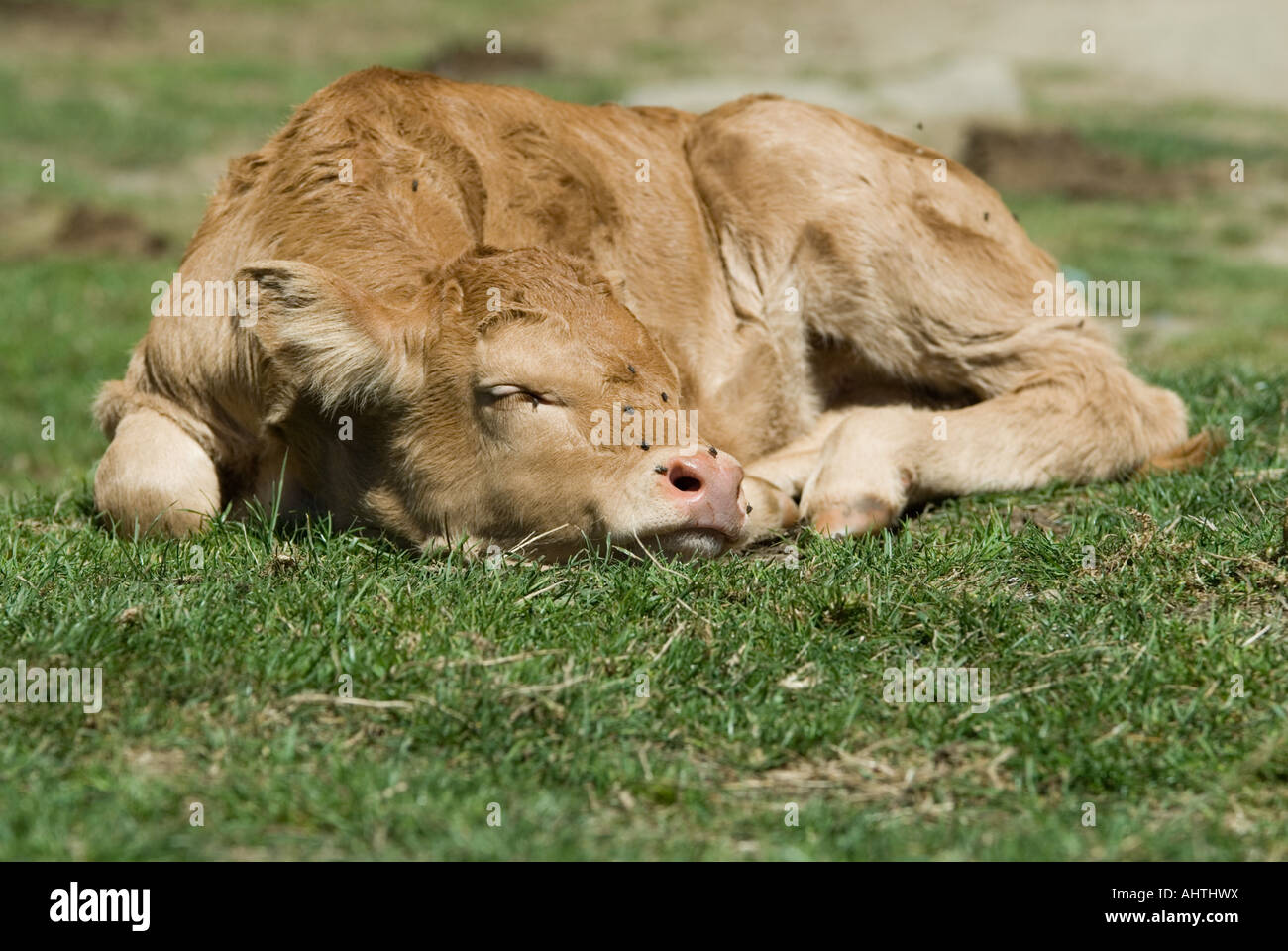 Sleeping newborn calf in French Pyrenees Stock Photo - Alamy