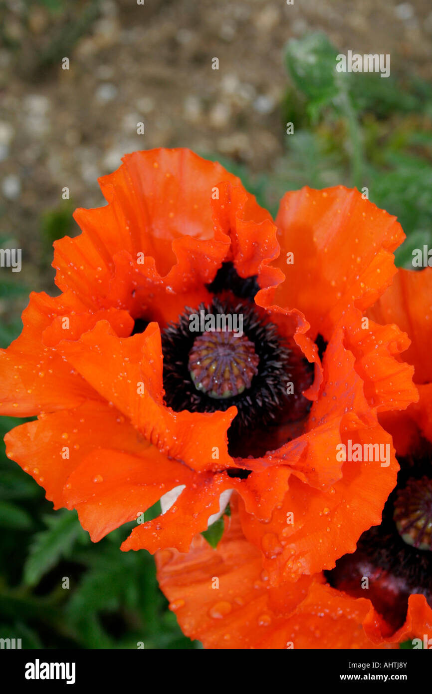 PAPAVER ORIENTALE. POPPY ALLEGRO Stock Photo - Alamy