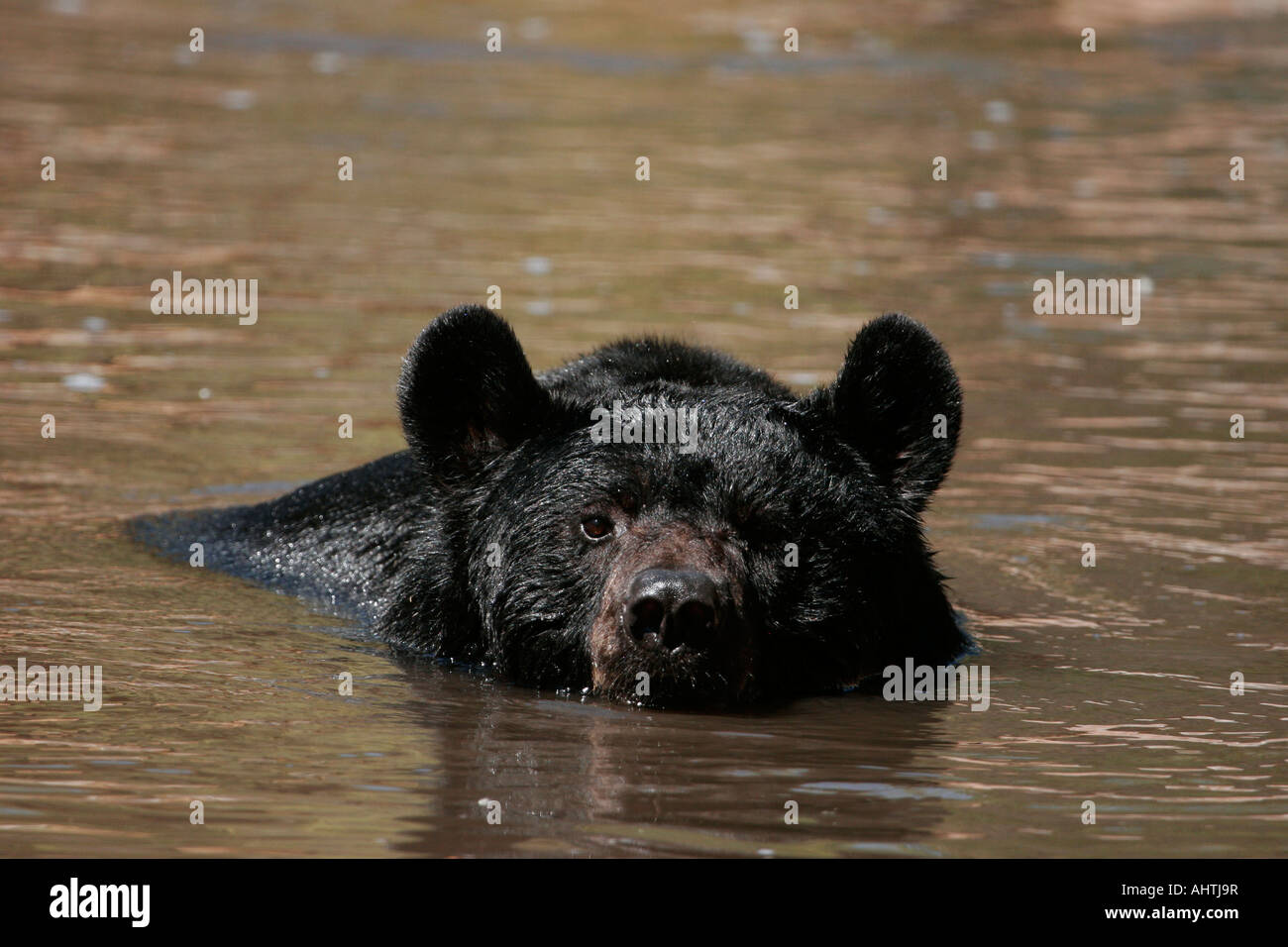 Black bear swimming hi-res stock photography and images - Alamy