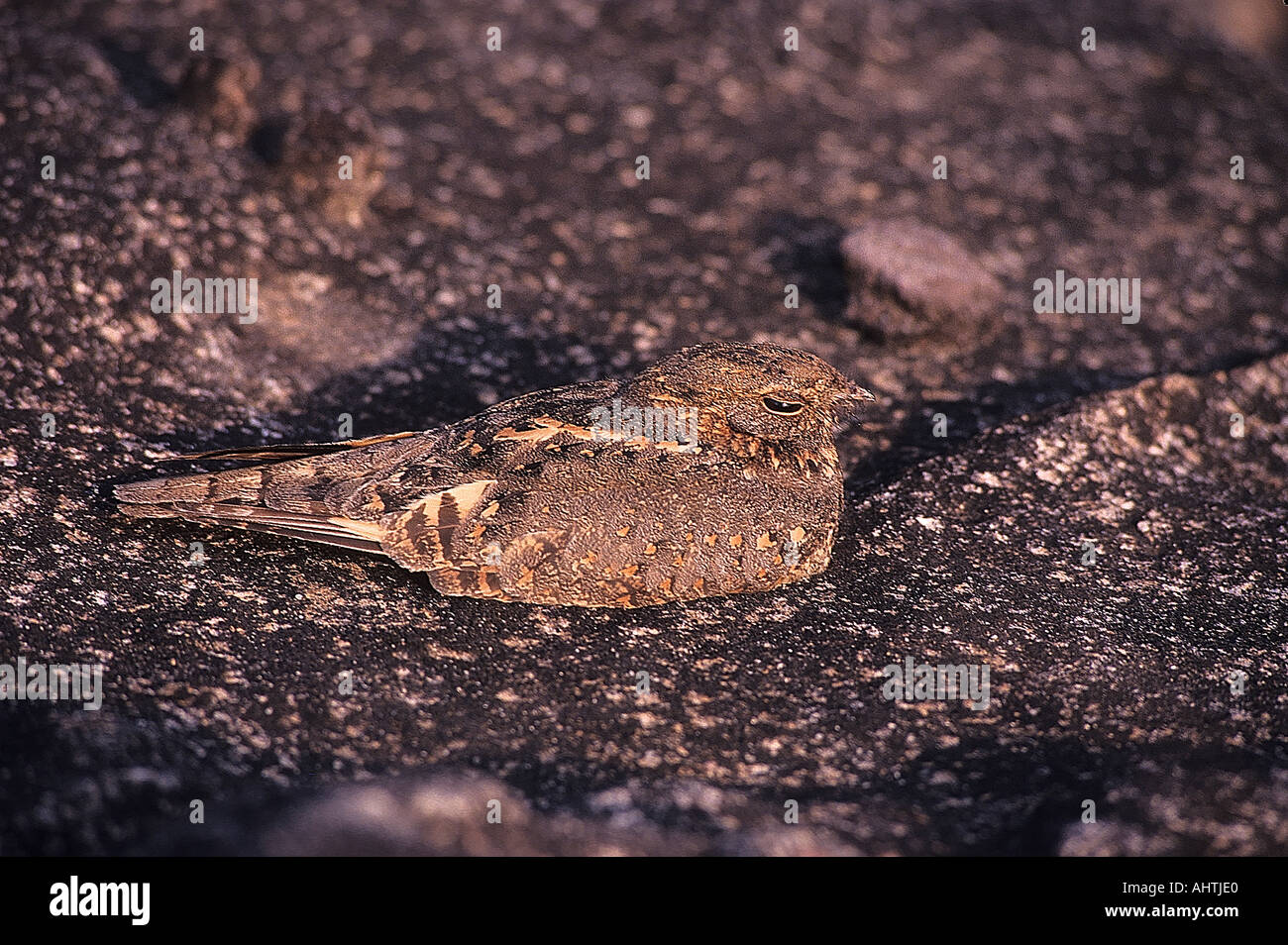 Indian jungle nightjar hi-res stock photography and images - Alamy