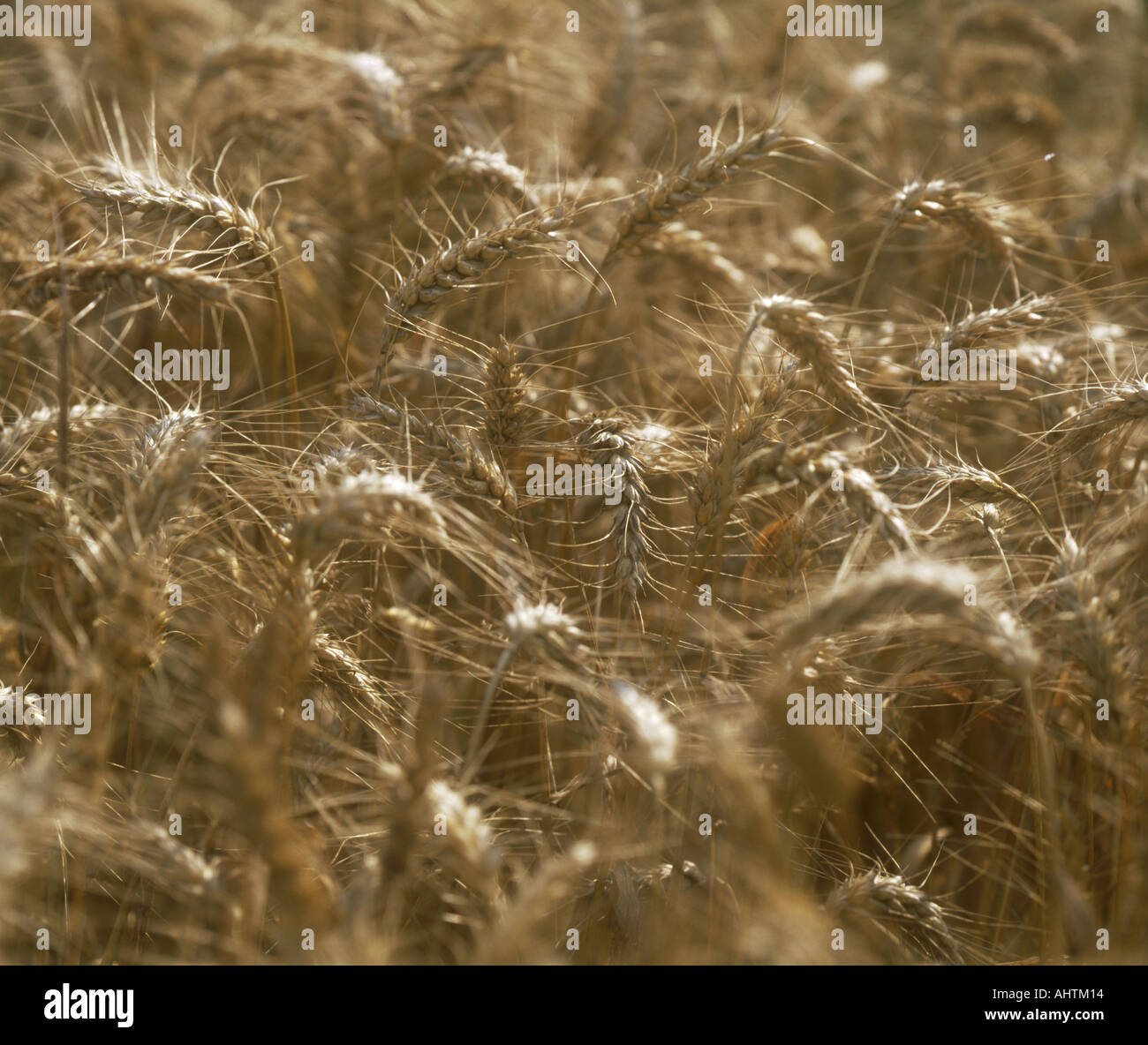 Husk cereals hi-res stock photography and images - Alamy
