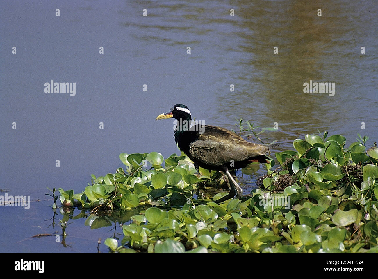 SNA71980 Bronze Winged Jacana Metopidicus indicus Orissa India Stock ...
