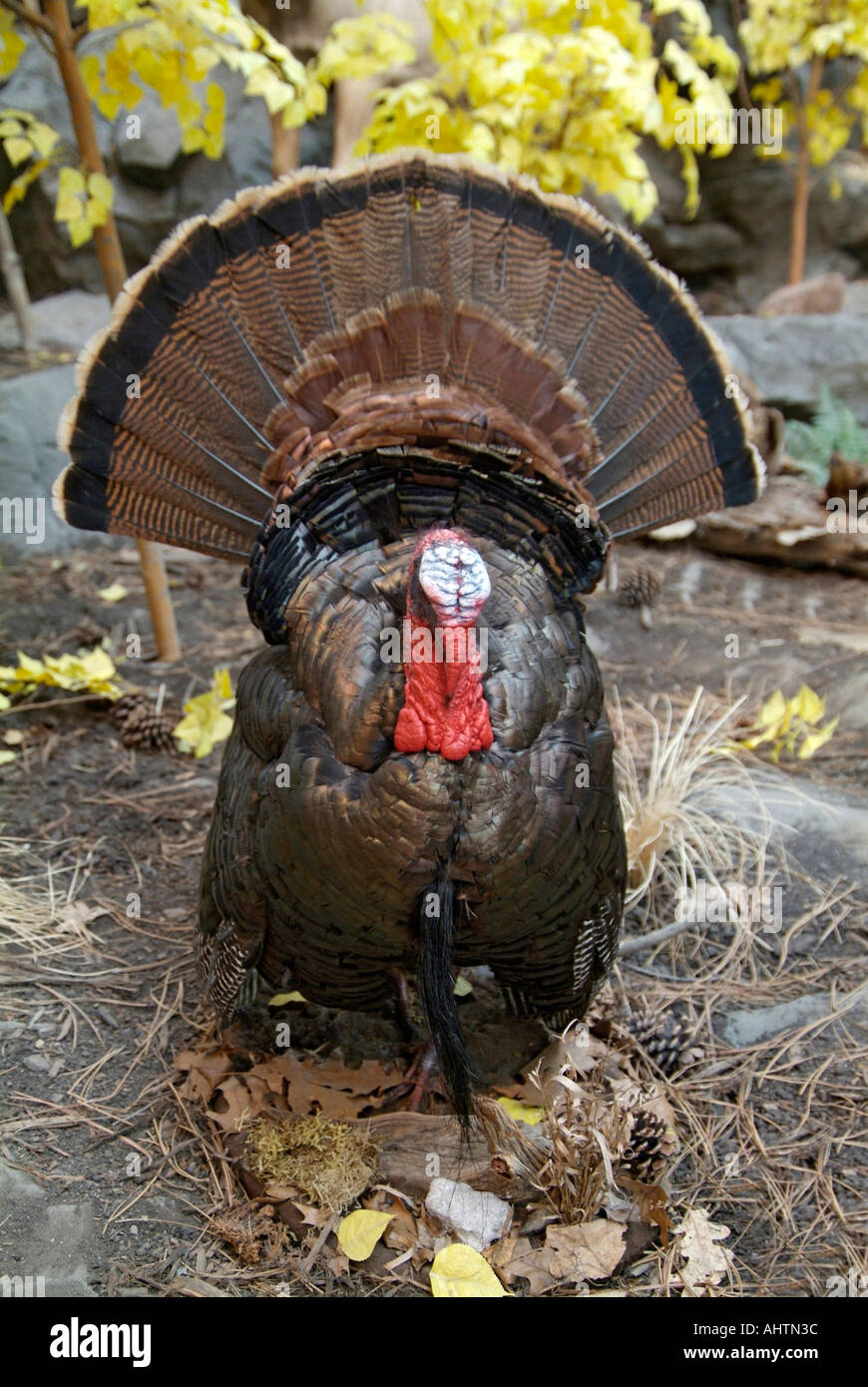 Merriams turkey hi-res stock photography and images - Alamy