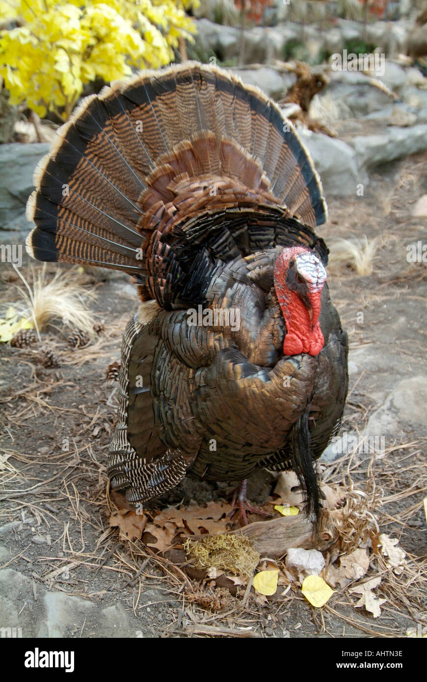 Merriam's Male Wild Turkey Stock Photo - Alamy