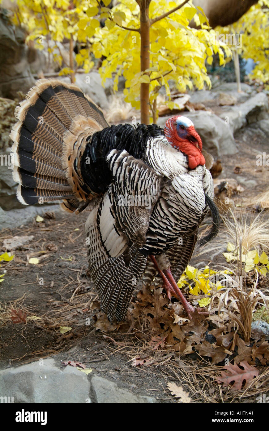 Merriam's Male Wild Turkey Stock Photo - Alamy