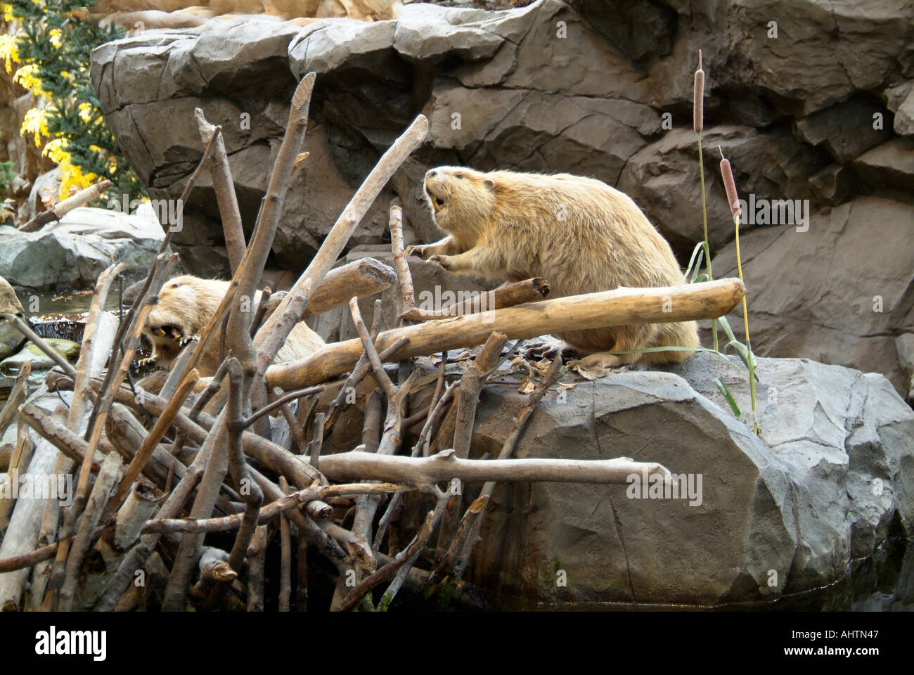 Beaver colonies hi-res stock photography and images - Alamy