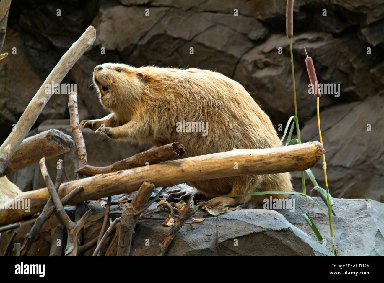 Animal mammal creature wild beaver rodent large amphibious teeth hi-res ...