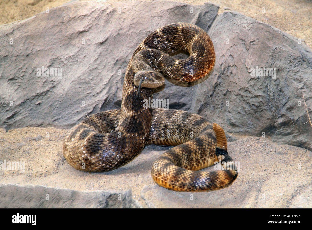 Diamond back rattle snake hi-res stock photography and images - Alamy