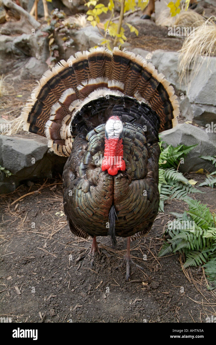 Merriams hi-res stock photography and images - Alamy