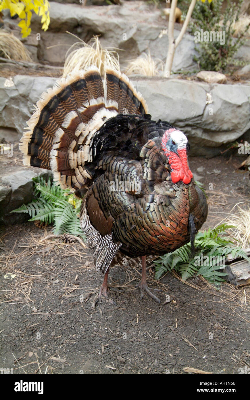 Merriam's Male Wild Turkey Stock Photo - Alamy