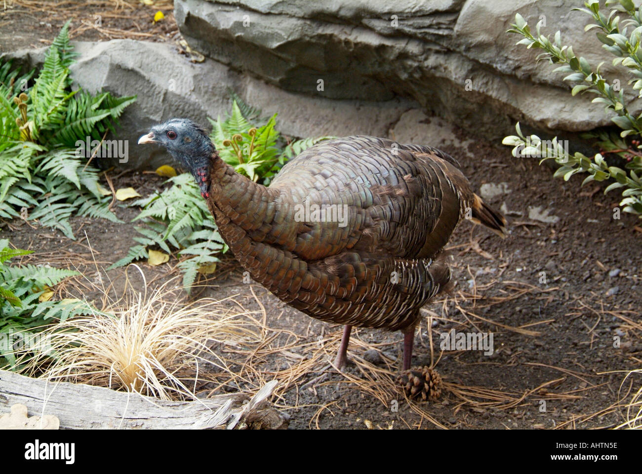 Female Wild Turkey Stock Photo - Alamy
