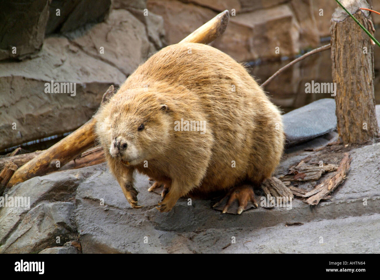 Beaver pelt hi-res stock photography and images - Alamy
