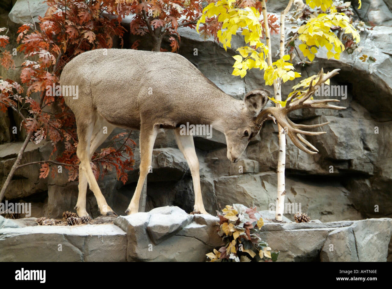 Tail whitetail deer hi-res stock photography and images - Alamy