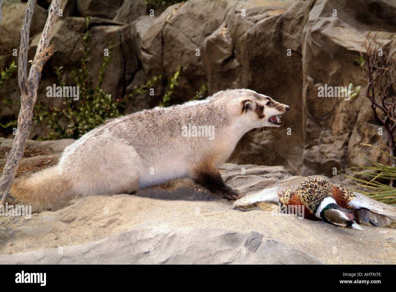 Common badger hi-res stock photography and images - Alamy