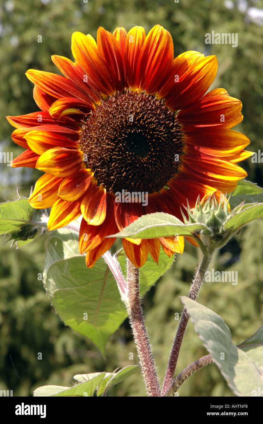 Fancy sunflower hi-res stock photography and images - Alamy