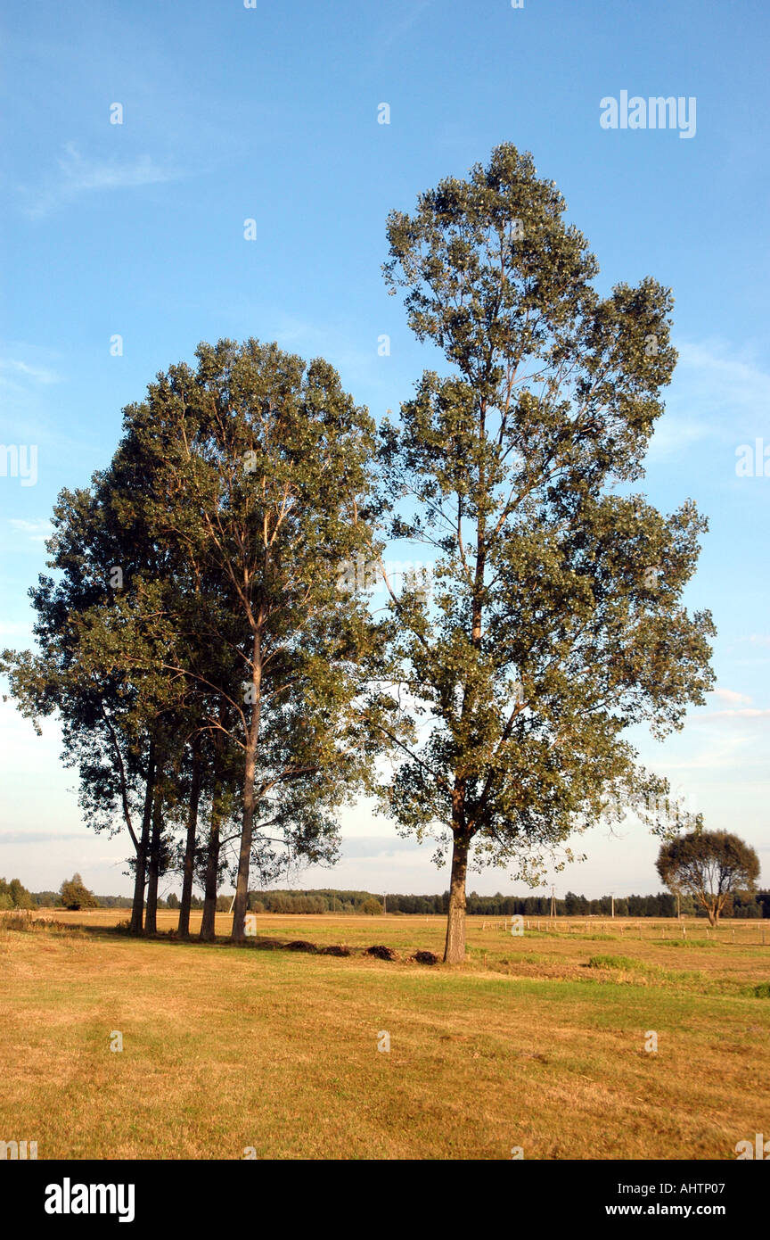 Trees, polish countryside Stock Photo - Alamy