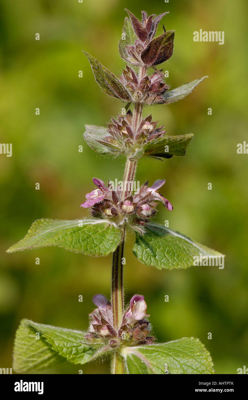 Limestone or Alpine Woundwort Stachys alpina Stock Photo - Alamy