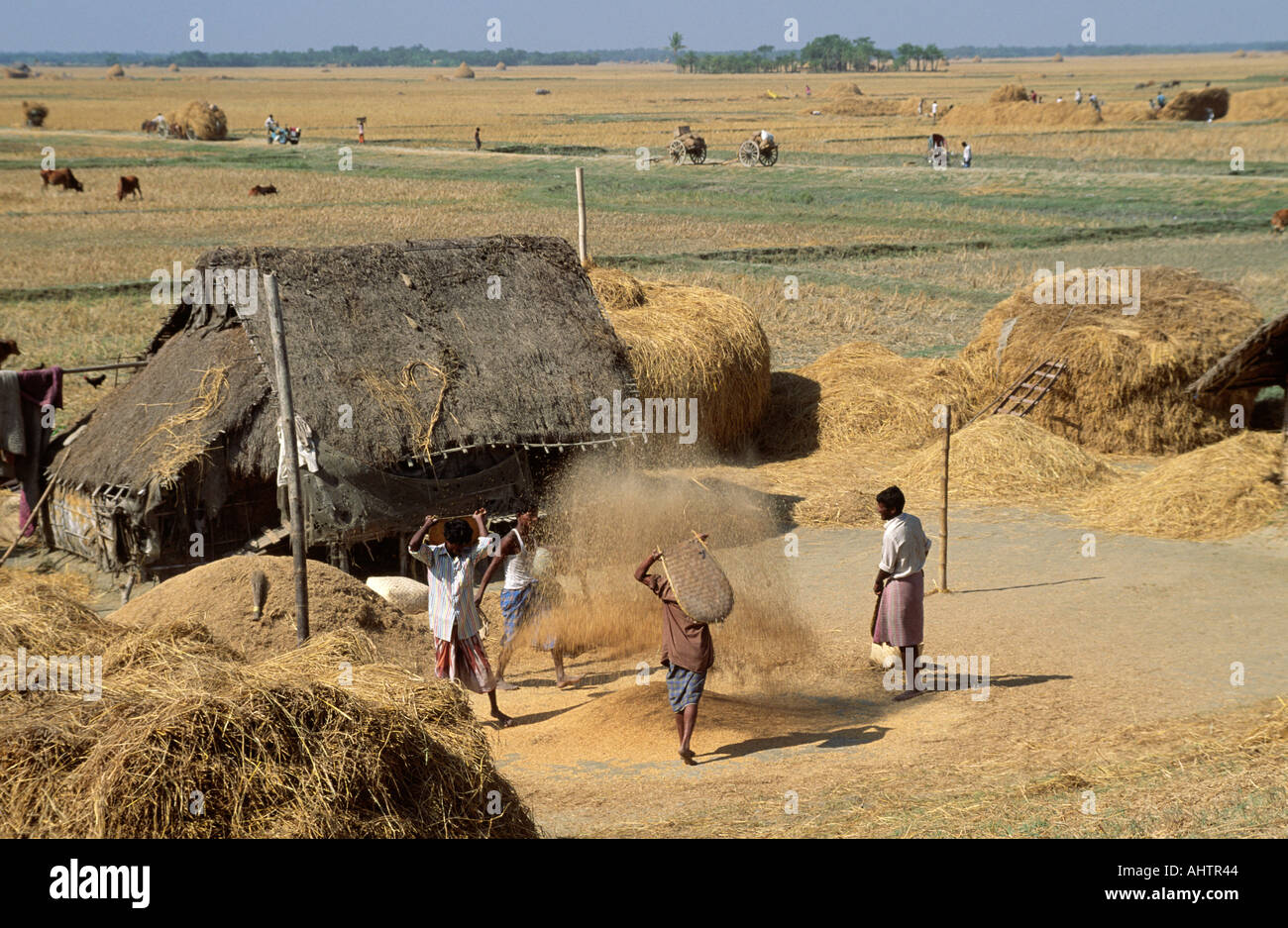 Winnowing rice by creating wind. Bangladesh Stock Photo - Alamy