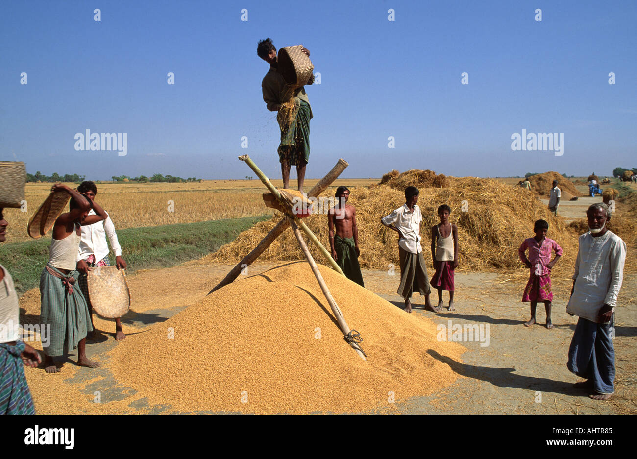 Bangladesh rice cultivation hi-res stock photography and images - Alamy