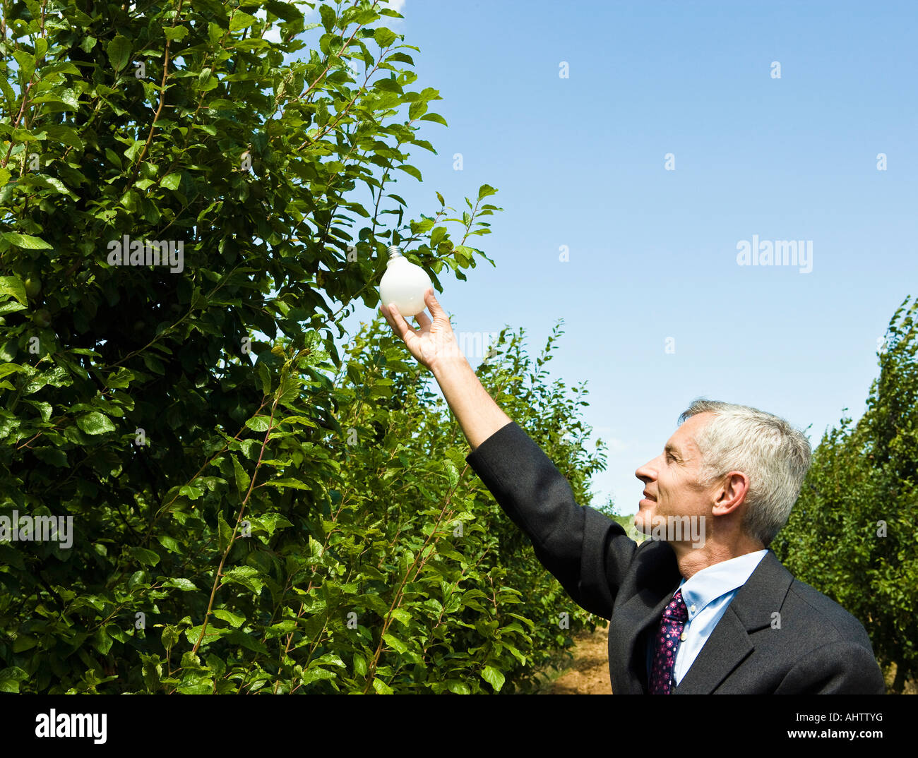 Man reaching up to branch holding light bulb Stock Photo - Alamy