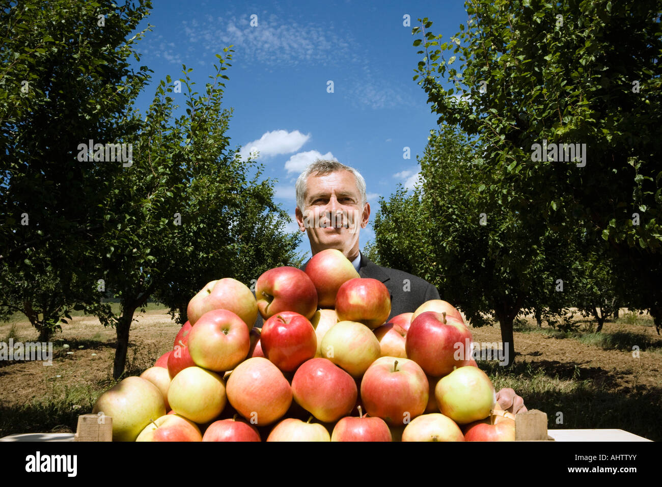 Man sitting behind pile of apples in orchard Stock Photo - Alamy