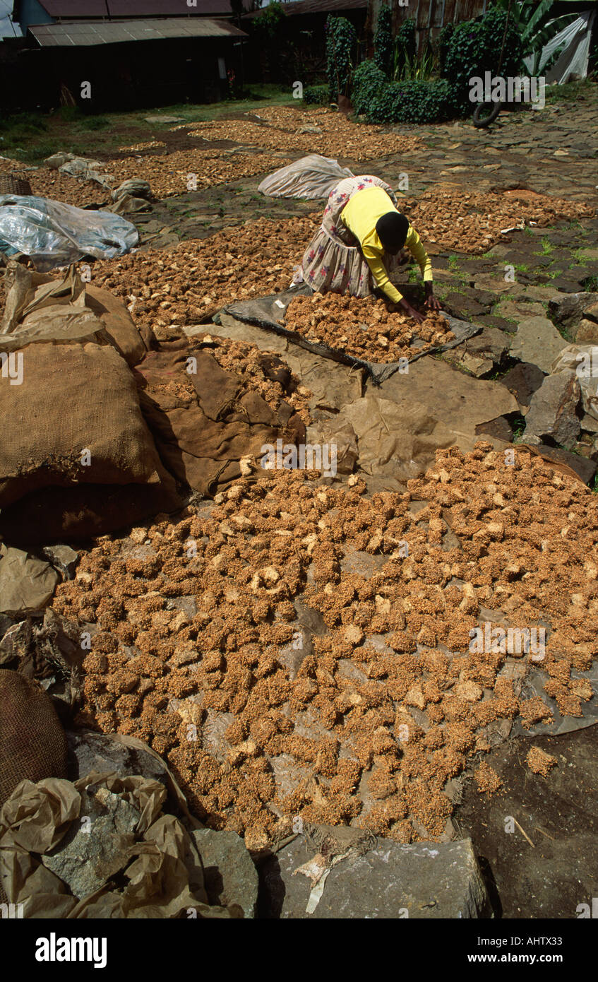 A woman laying out sorghum to dry in the sun for making traditional ...
