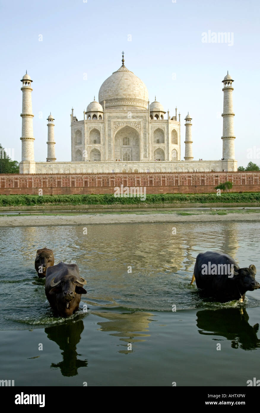 Taj Mahal and buffaloes. Yamuna river. Agra. India Stock Photo - Alamy