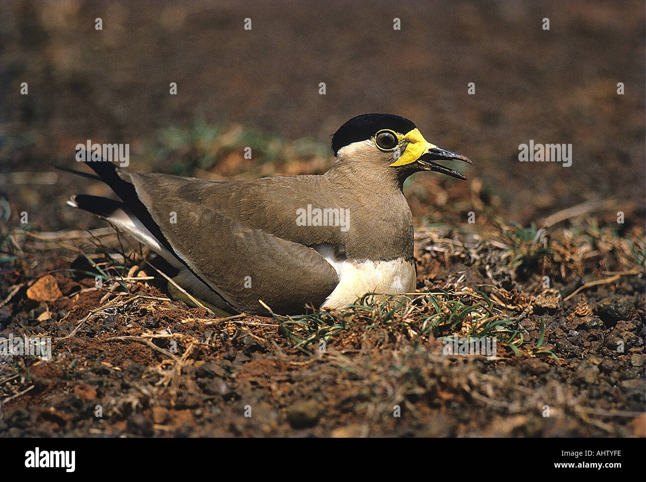 Yellow wattle lapwing venellus malabaricus hi-res stock photography and ...