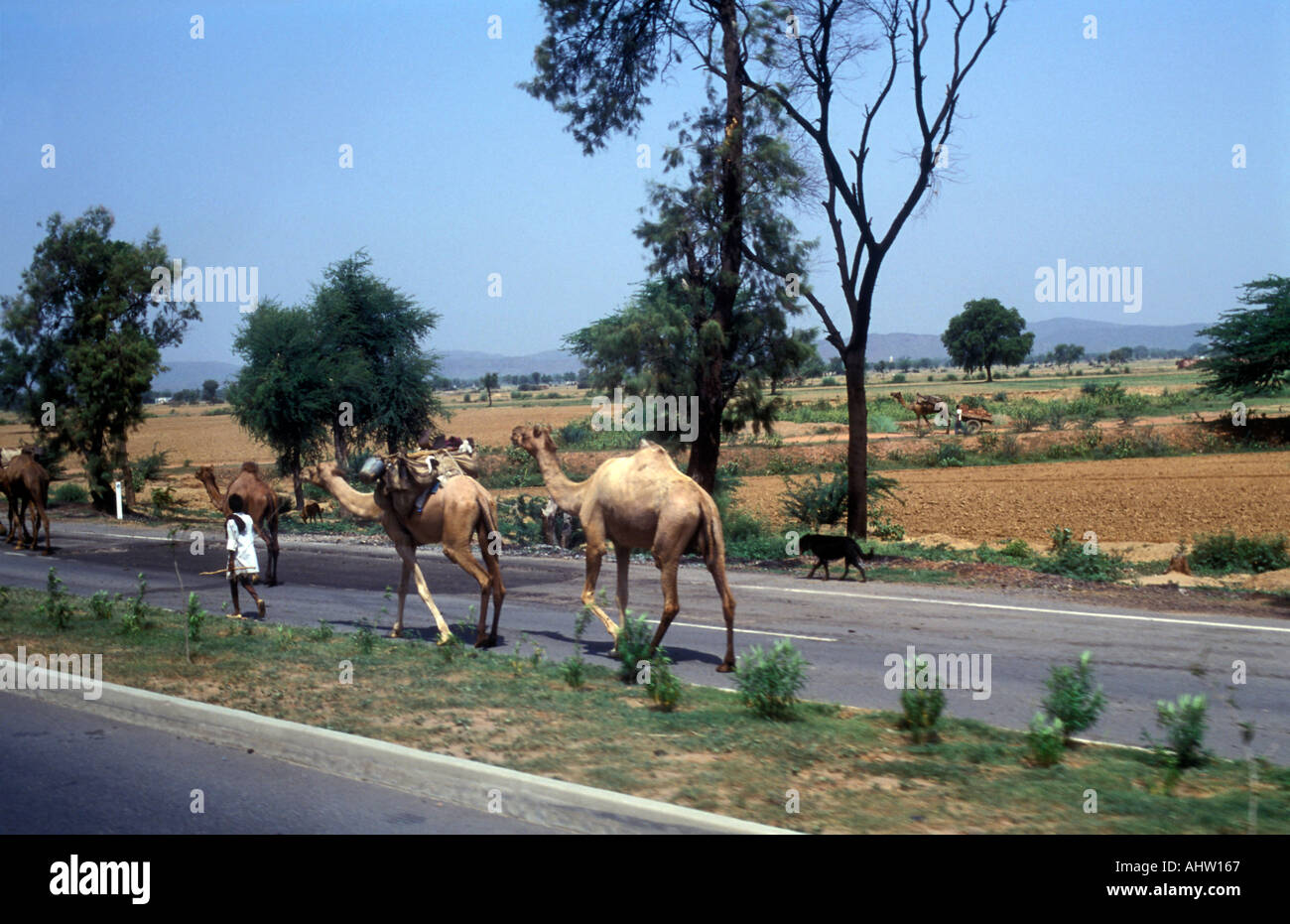 Camel procession india hi-res stock photography and images - Alamy