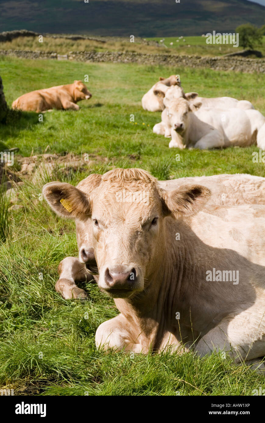 A field of cows enjoying the summer sun, Cumbria Stock Photo - Alamy