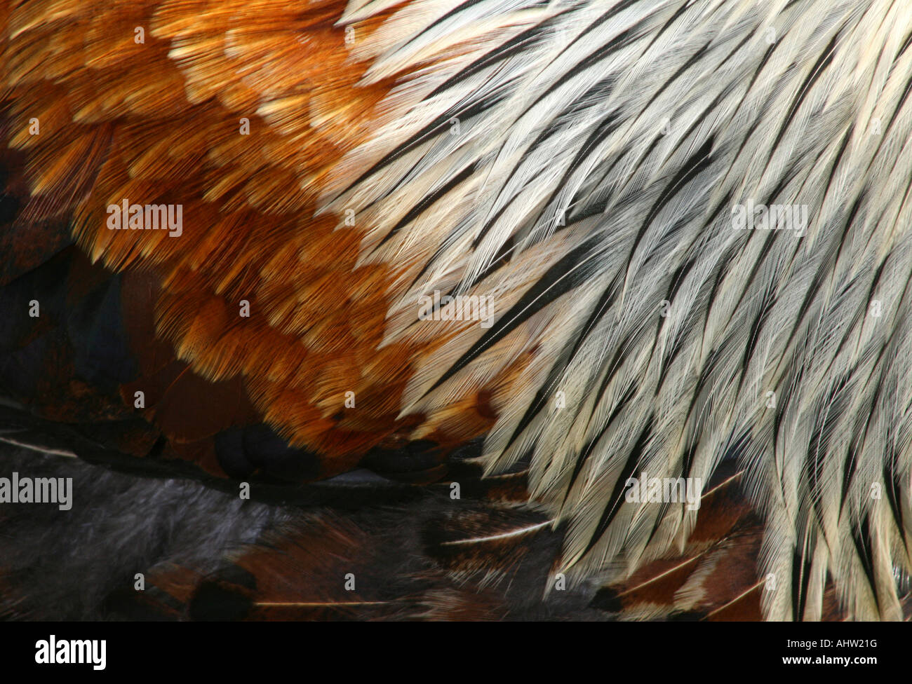 Close up of Cockerel feathers showing the different colours of his ...