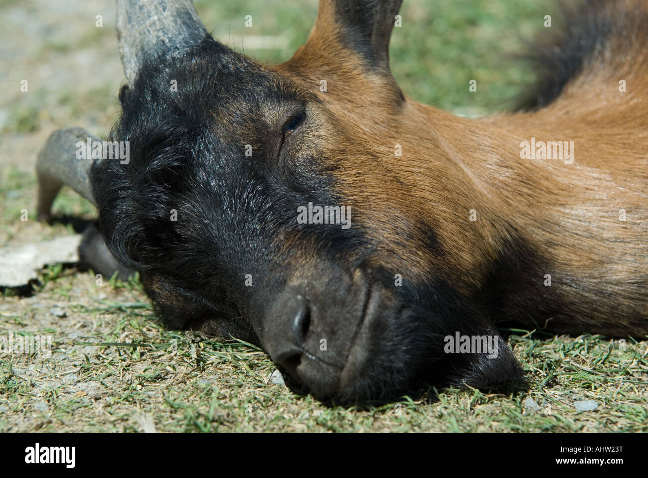 Sleeping goat in French Pyrenees Stock Photo - Alamy