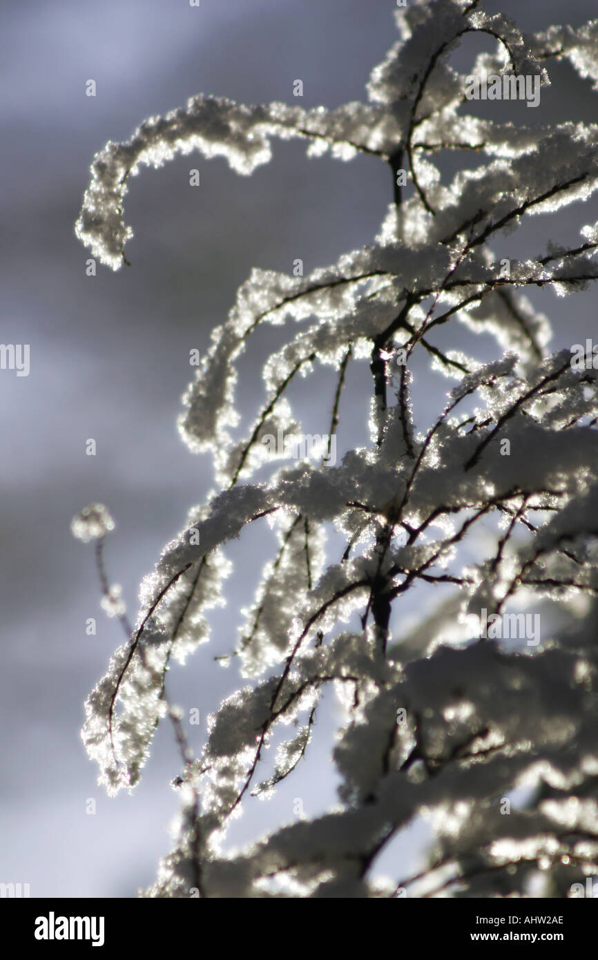 Snow heavy branches hi-res stock photography and images - Alamy