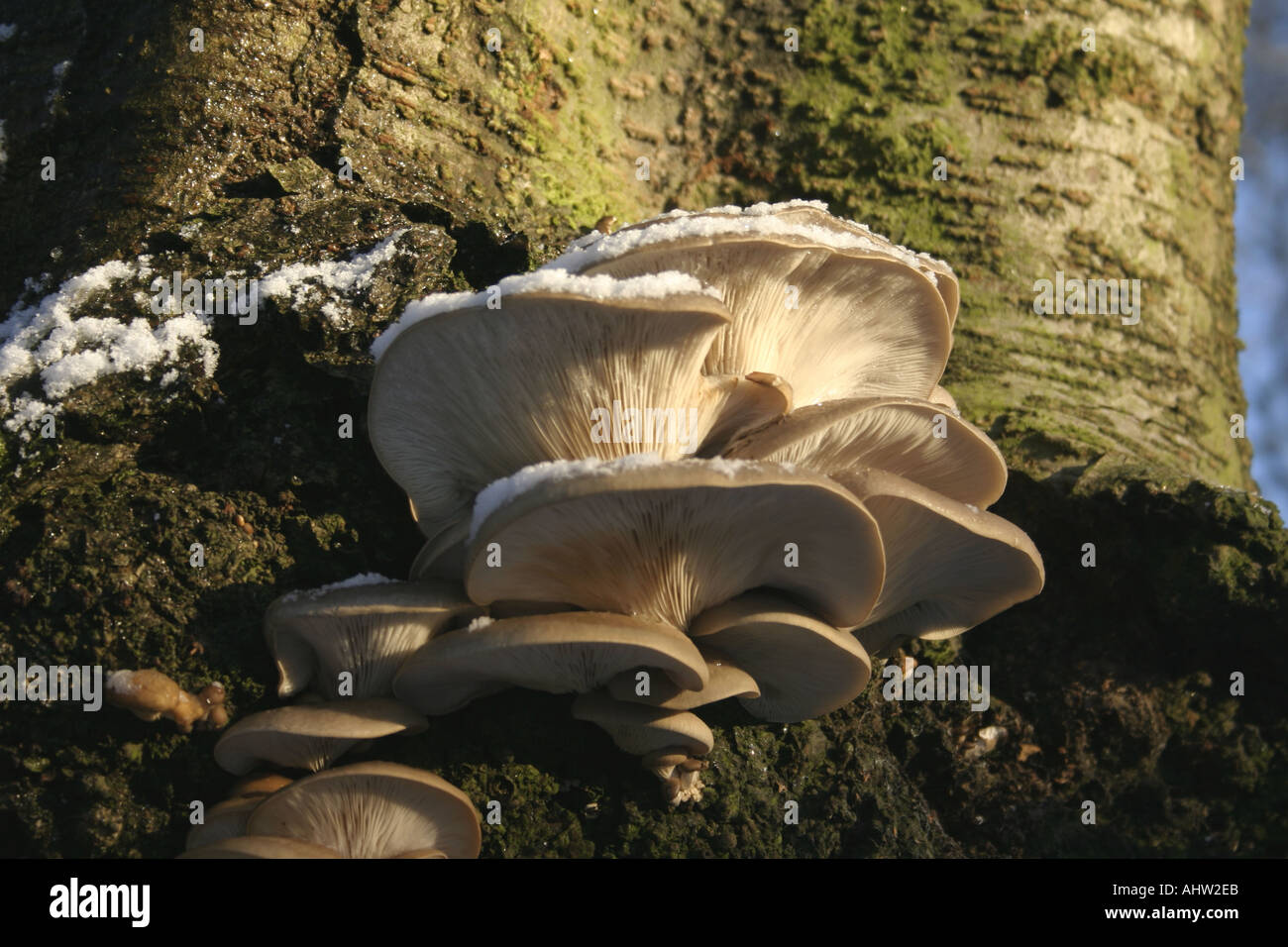 Snow Cap Mushrooms Stock Photo - Alamy