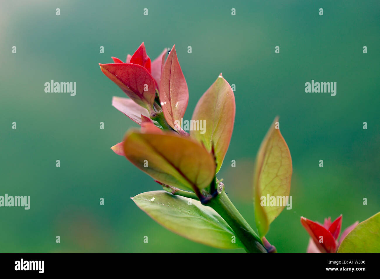 AAD 91613 Birth of fresh red colour color plant leaf leaves sprouting ...