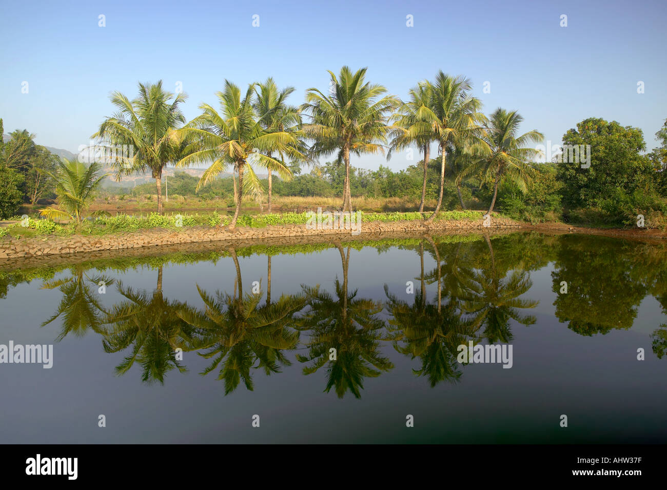 Pond and coconut High Resolution Stock Photography and Images - Alamy