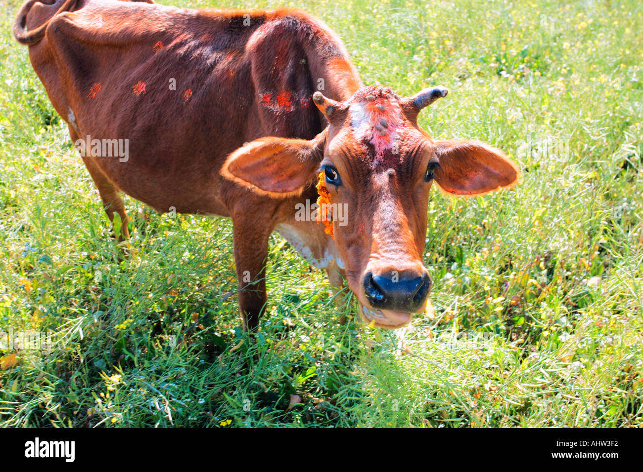 Pooja of cow hi-res stock photography and images - Alamy