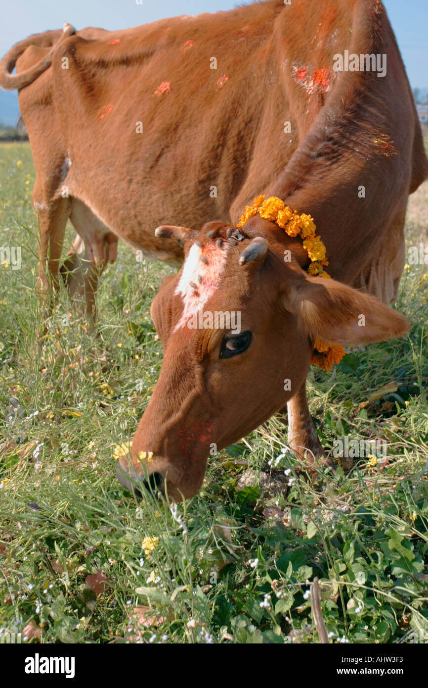 Pooja of cow hi-res stock photography and images - Alamy