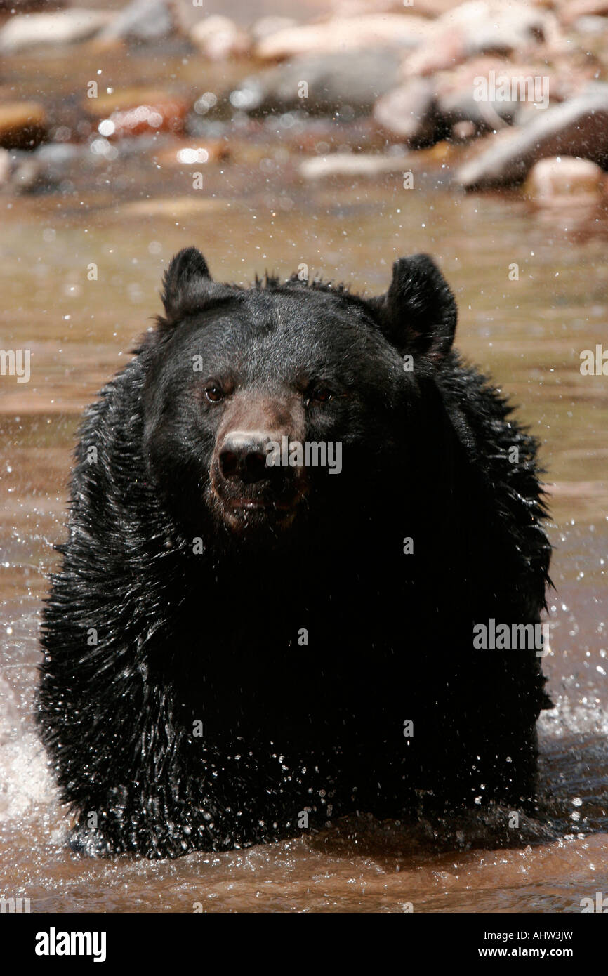 playful black bear ursus running Stock Photo - Alamy