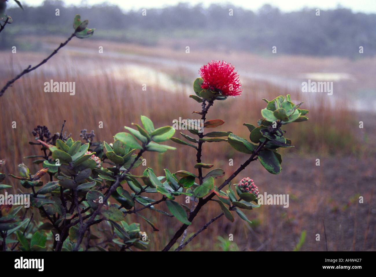 Ohia lehua kilauea hi-res stock photography and images - Alamy