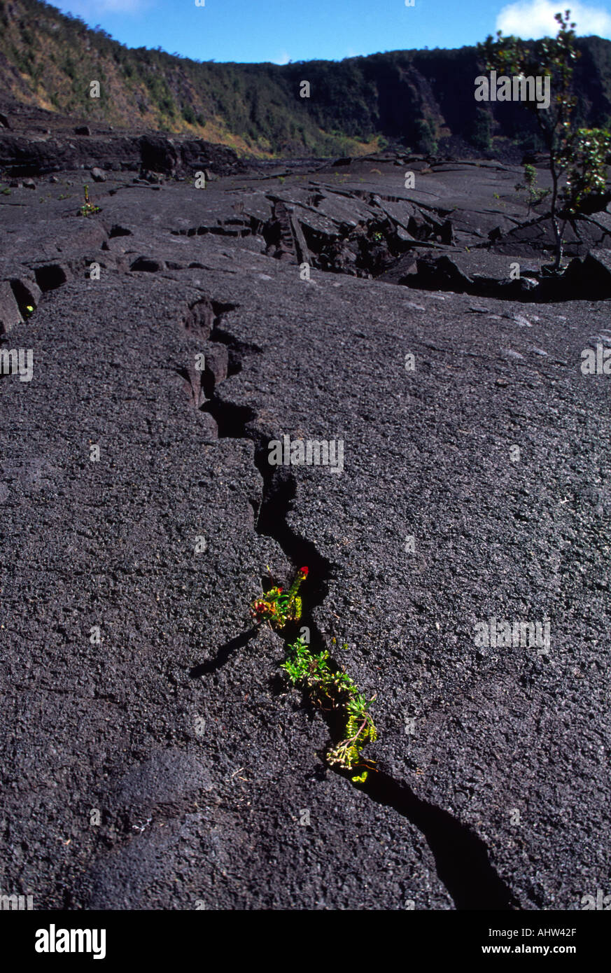 Lava volcano plant hi-res stock photography and images - Alamy