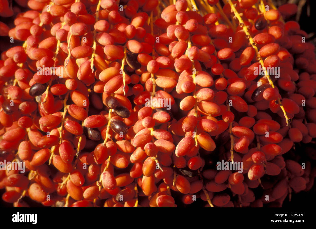Fresh Red Dates Taste