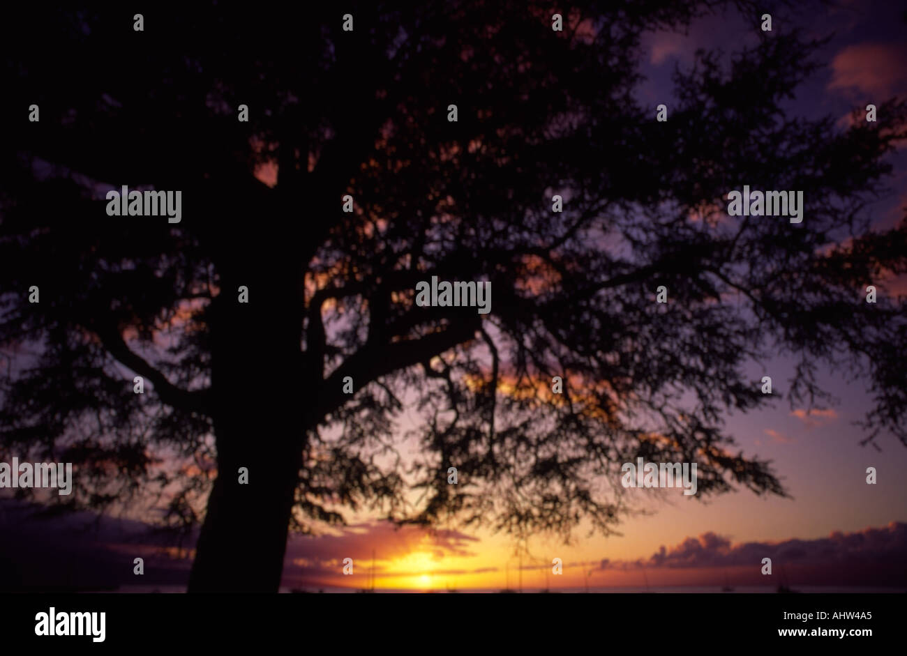 Kiawe Tree at sunset Lahaina Maui Stock Photo - Alamy