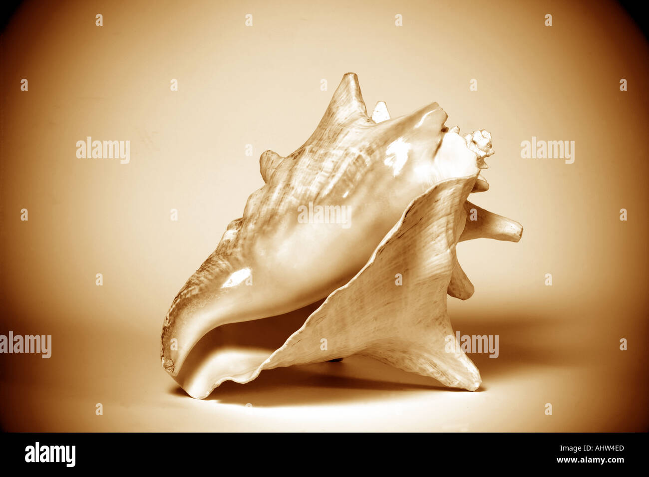 Shelled marine hi-res stock photography and images - Alamy