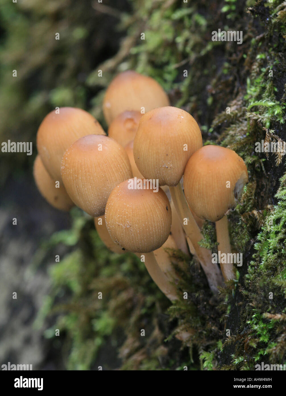 Glistening Ink Caps - Coprinus Micaceus growing on a tree stump Stock ...