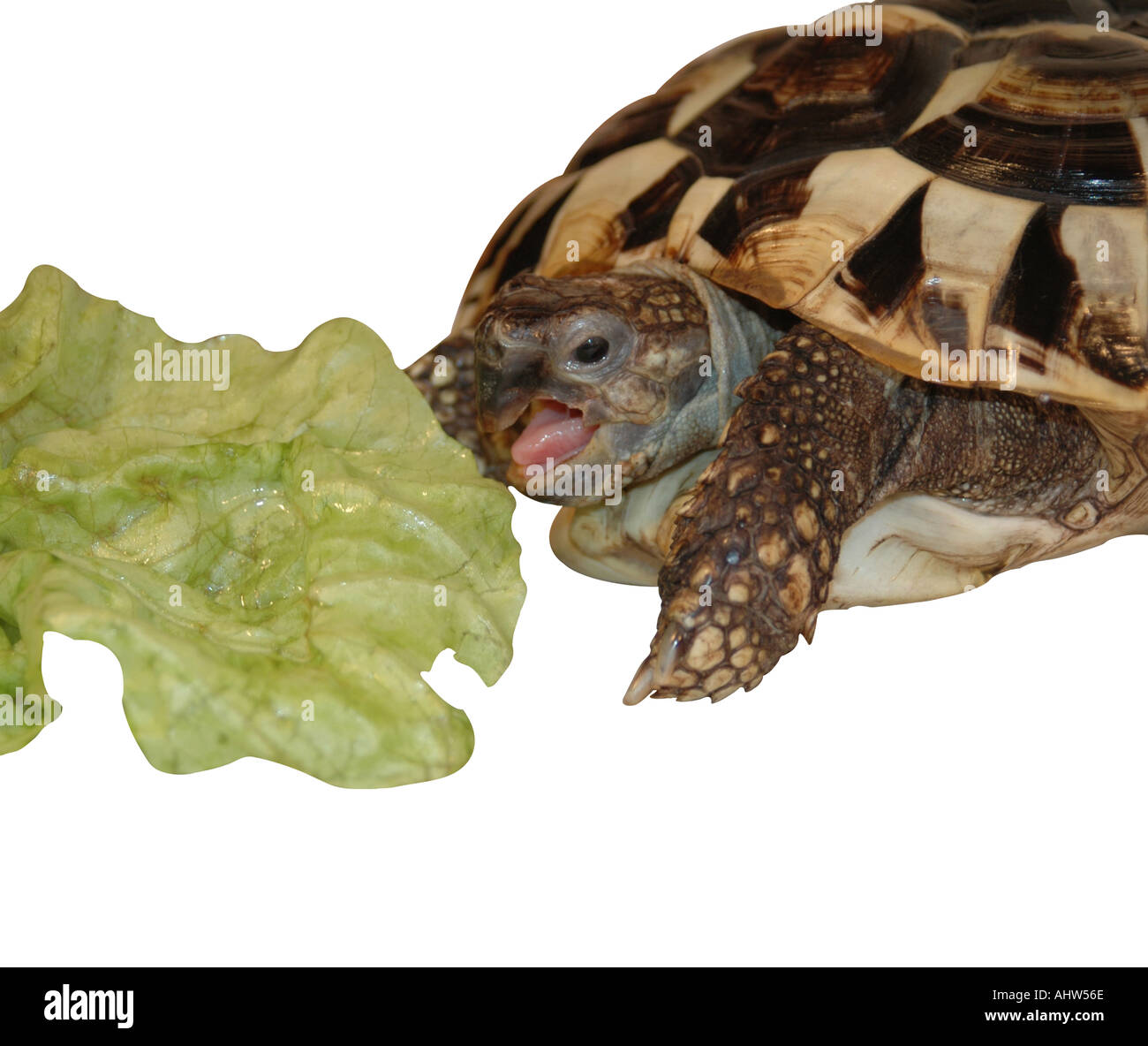 Turtle Eating Lettuce