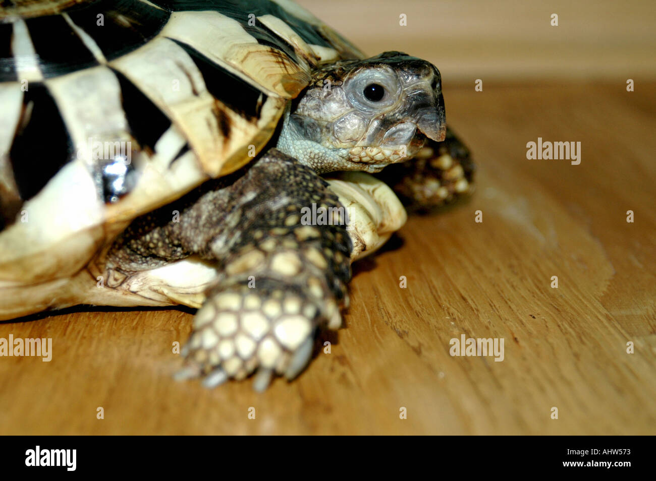 Greek profile hi-res stock photography and images - Alamy