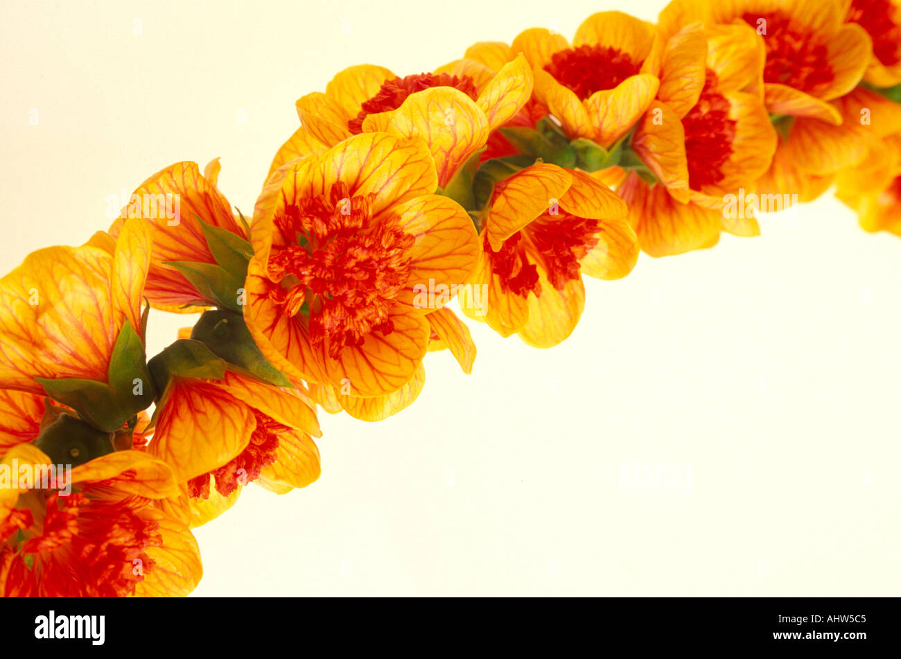 Ilima flower hi-res stock photography and images - Alamy