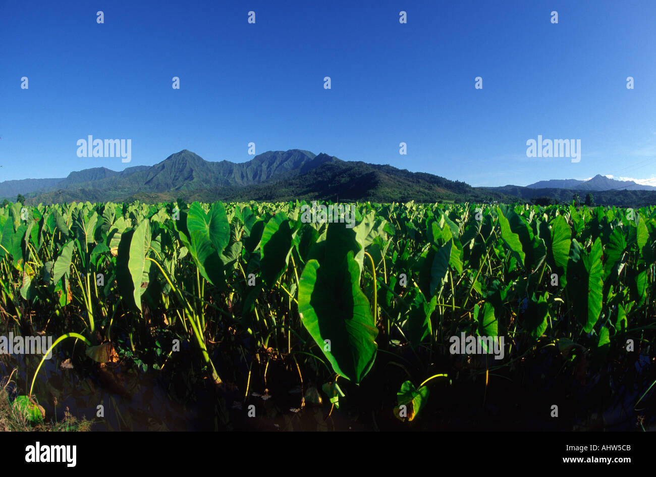 Taro field Hanalei Kauai Hawaii USA Stock Photo - Alamy